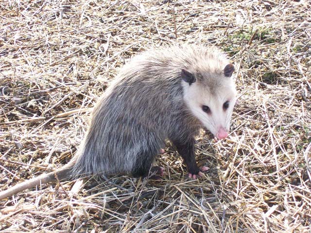 Jon Tulloch Photography - Animals